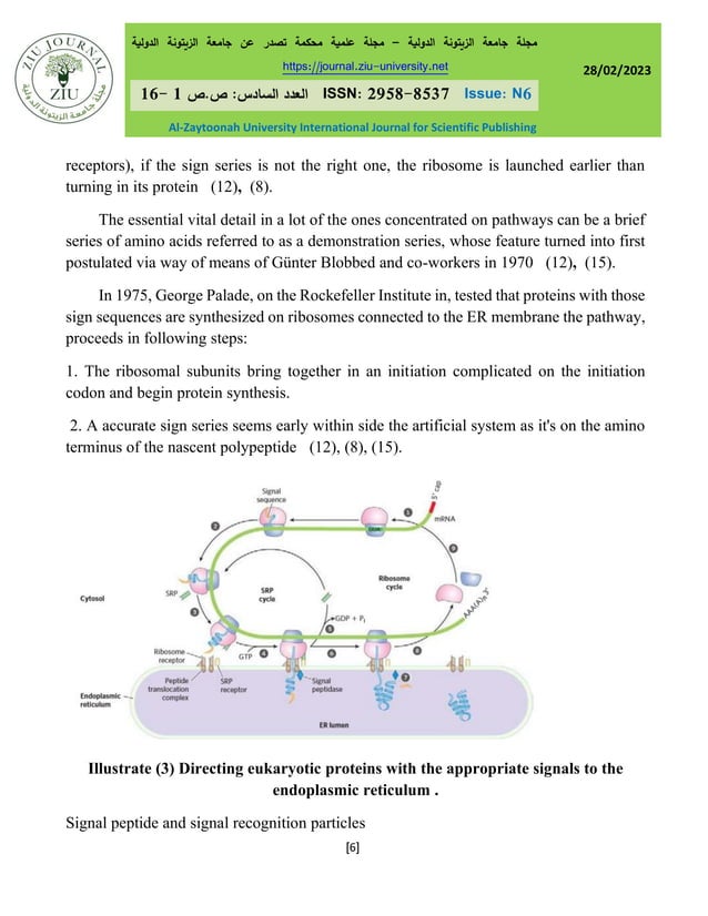 Mechanism of Targeting Protein and Signals Recognition Particle in ...