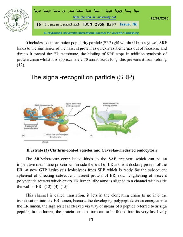 Mechanism of Targeting Protein and Signals Recognition Particle in Eukaryotic Cells.pdf