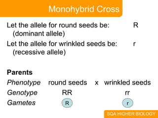 1. Meiosis And Dihybrid Cross | PPT