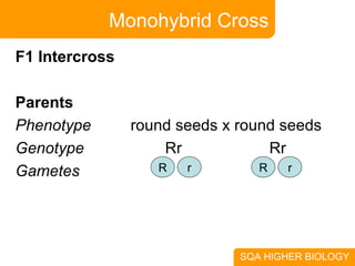 1. Meiosis And Dihybrid Cross | PPT
