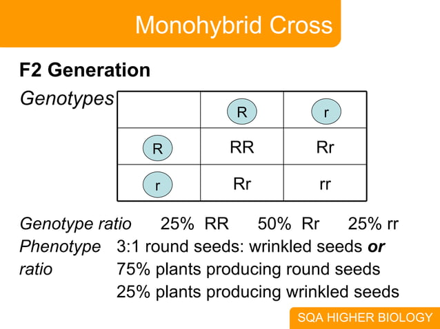 1. Meiosis And Dihybrid Cross | PPT | Genetics | Science