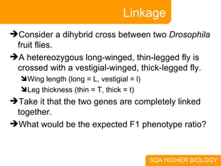 1. Meiosis And Dihybrid Cross | PPT