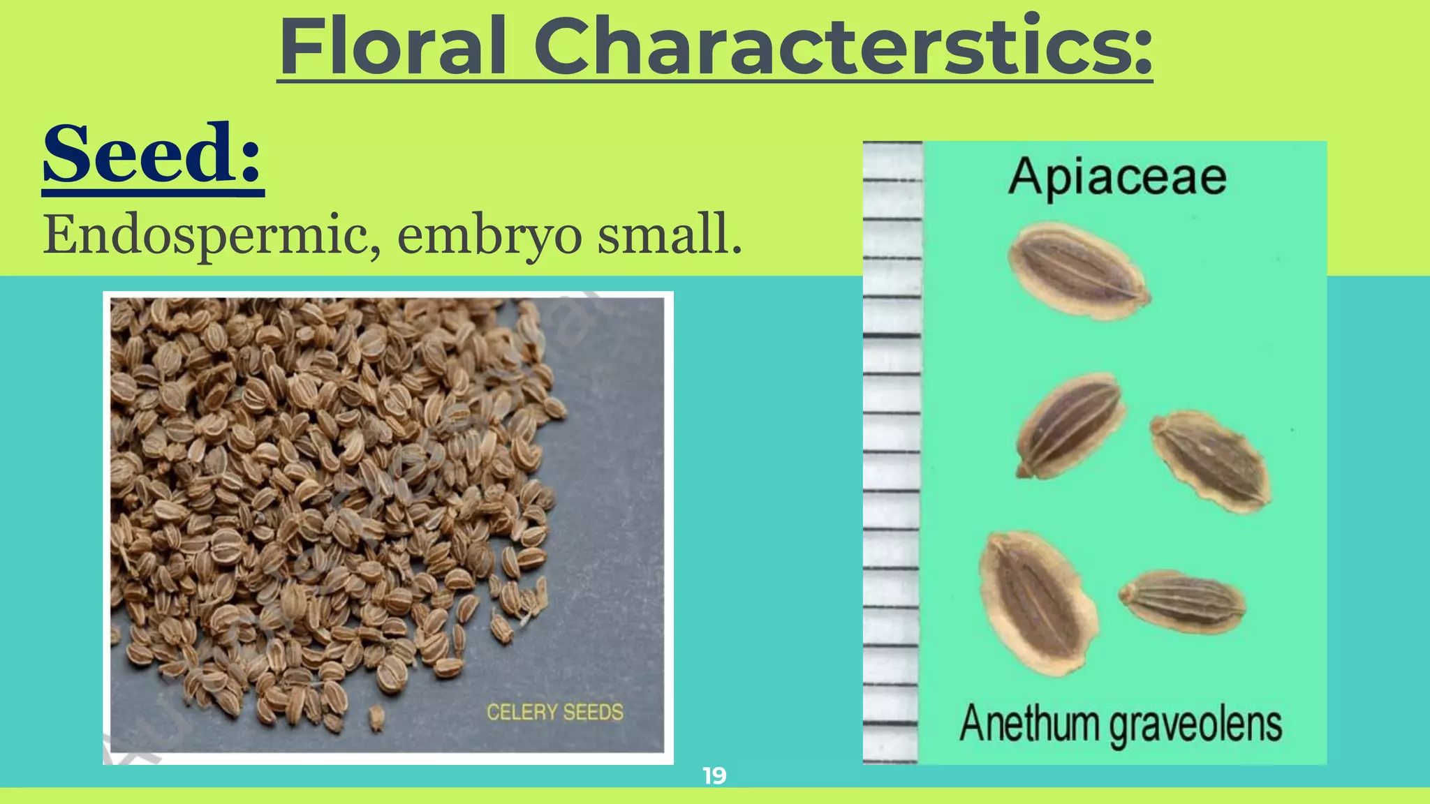 FAMILY APIACEAE | PDF