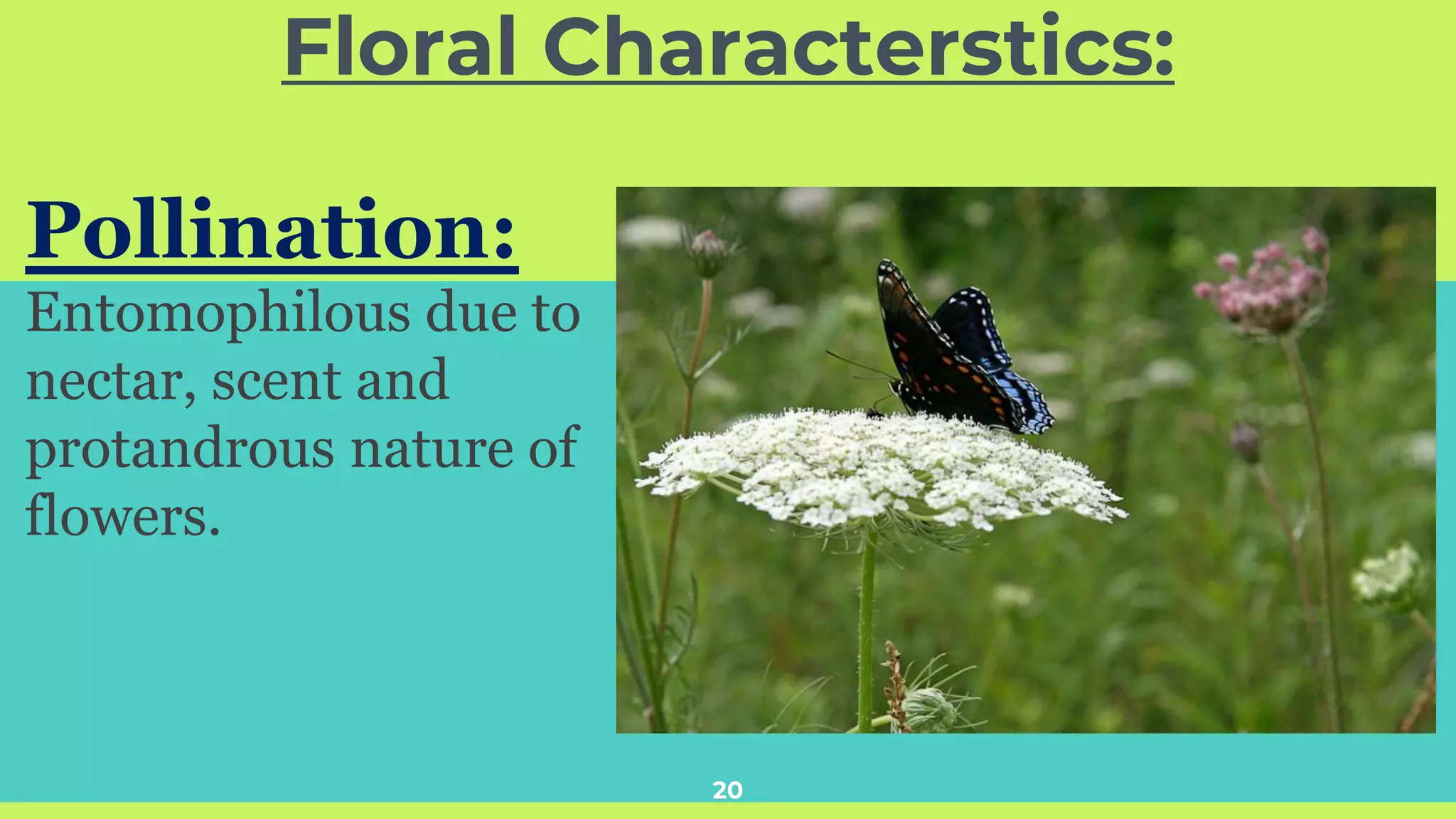 FAMILY APIACEAE | PDF