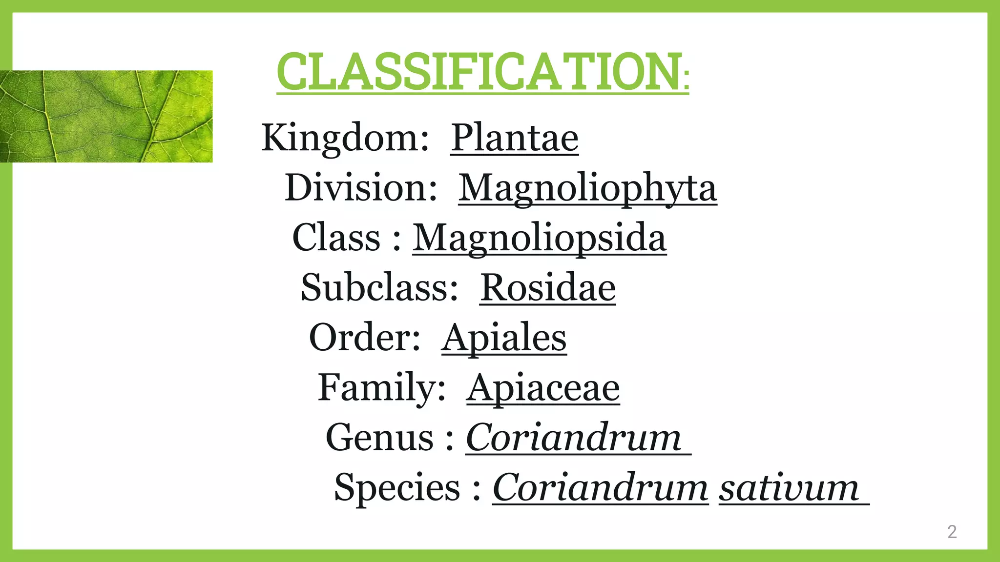 FAMILY APIACEAE | PDF