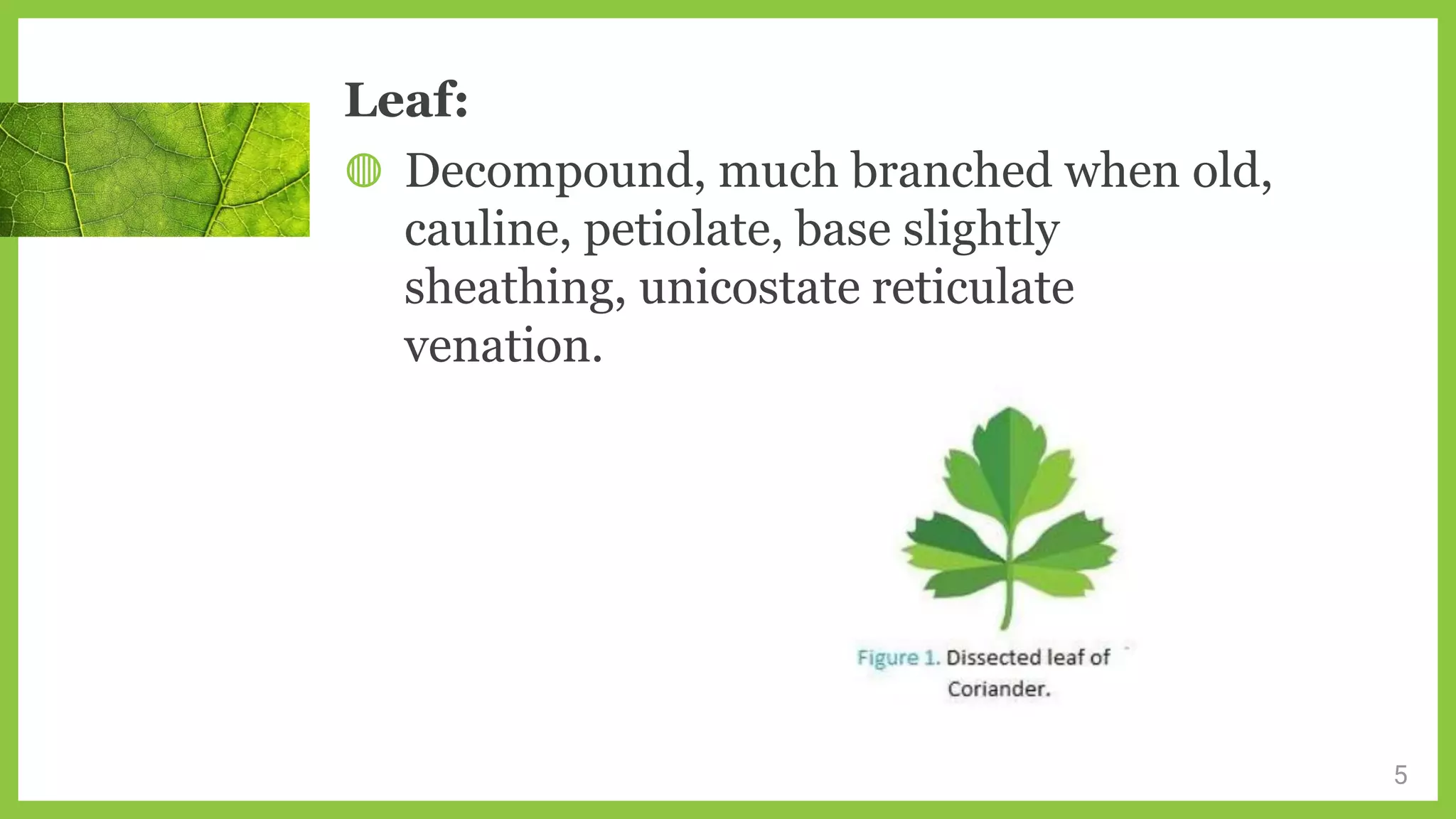 FAMILY APIACEAE | PDF