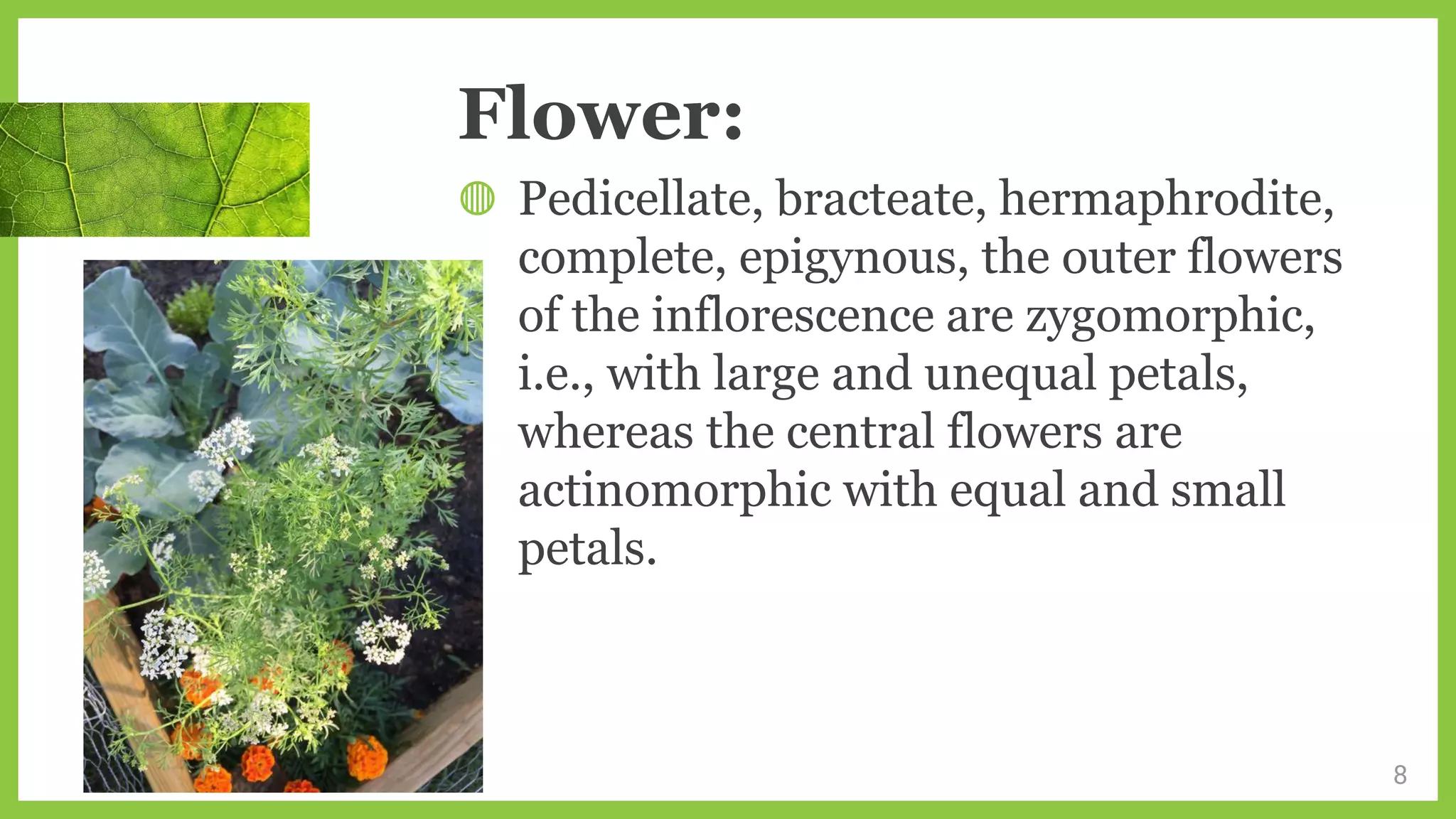 FAMILY APIACEAE | PDF