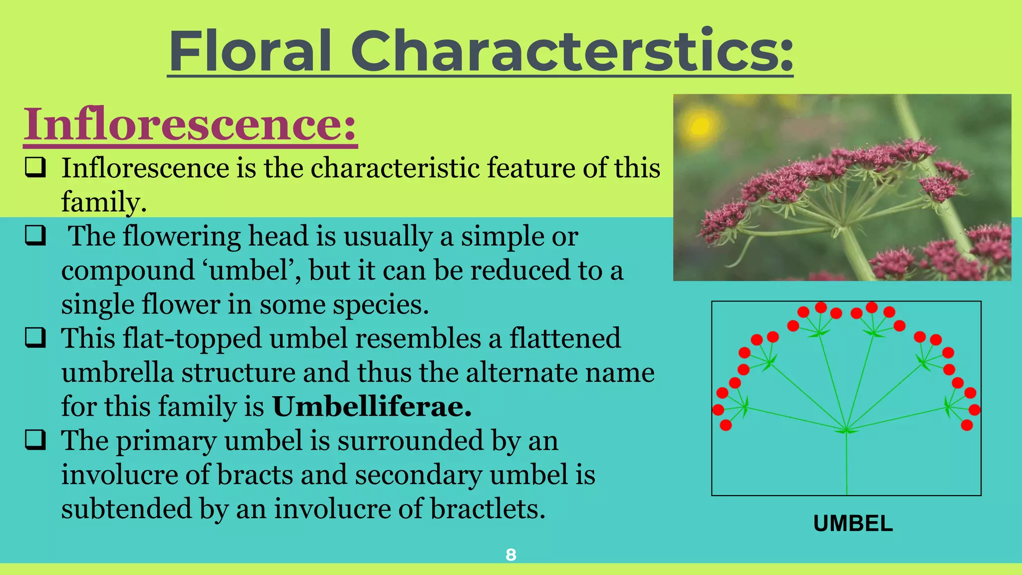 FAMILY APIACEAE | PDF