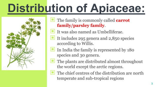 FAMILY APIACEAE | PDF | Gardening | Home & Garden