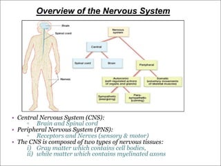 1- metabolism of the brain (I) 2012-13.pdf