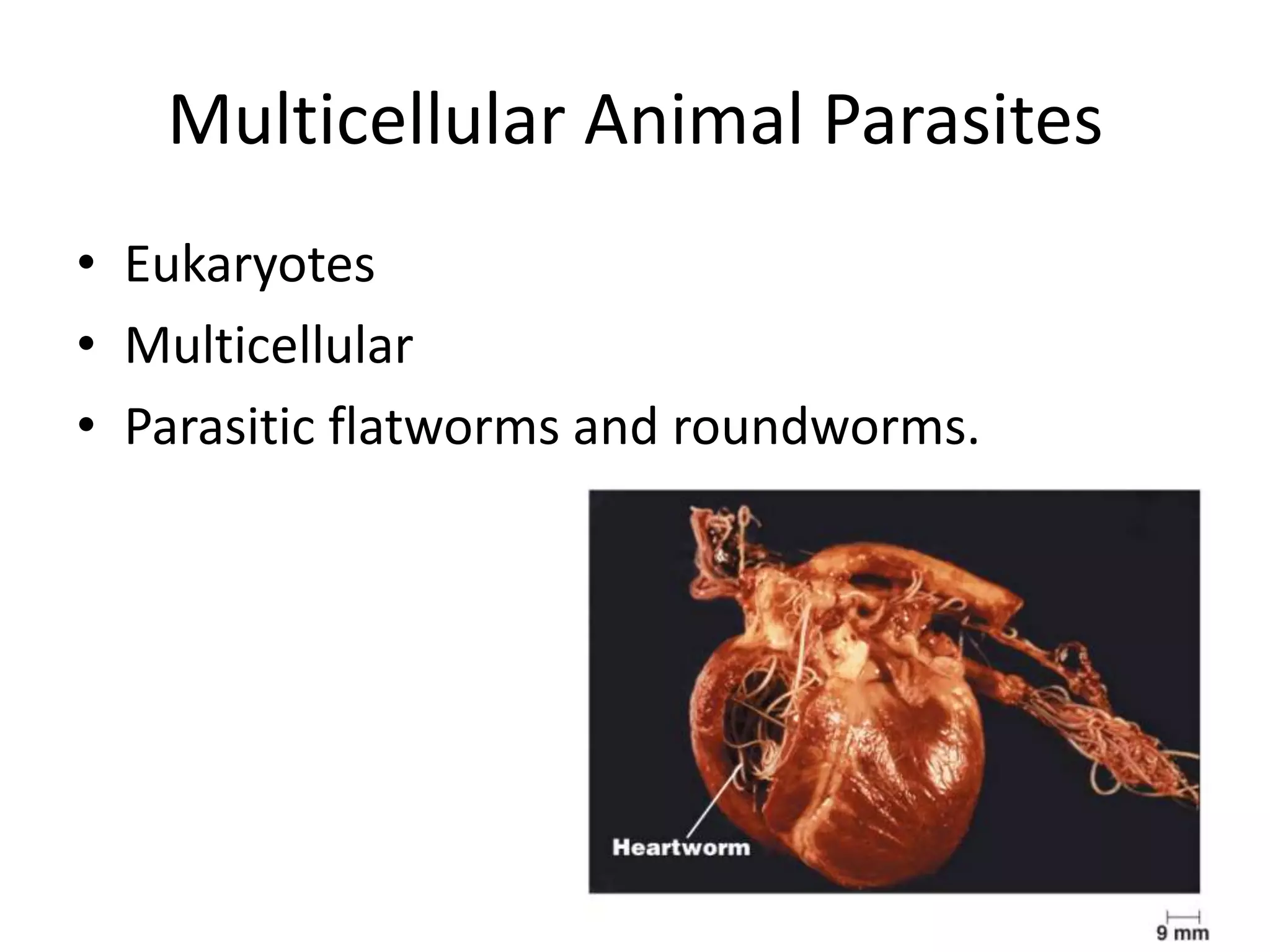1 - Microbial World and Prokaryotic Cell Anatomy | PPTX