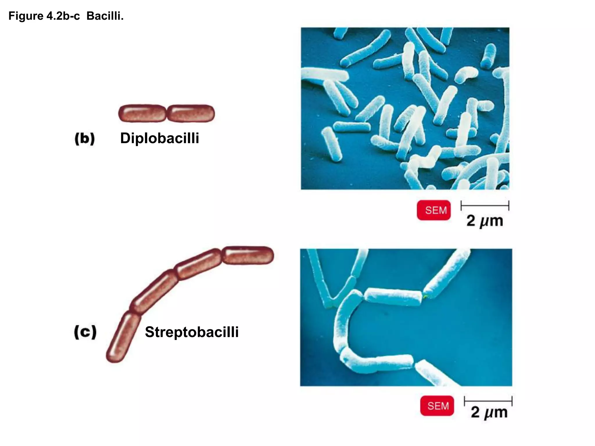 1 - Microbial World and Prokaryotic Cell Anatomy | PPTX