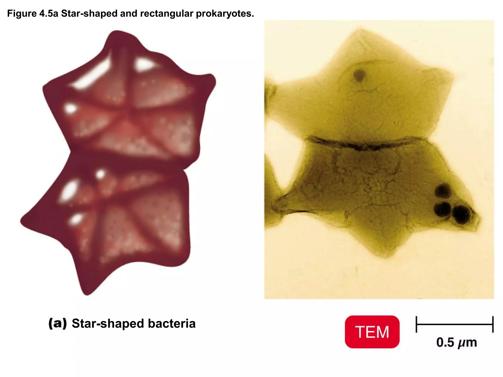1 - Microbial World and Prokaryotic Cell Anatomy | PPTX