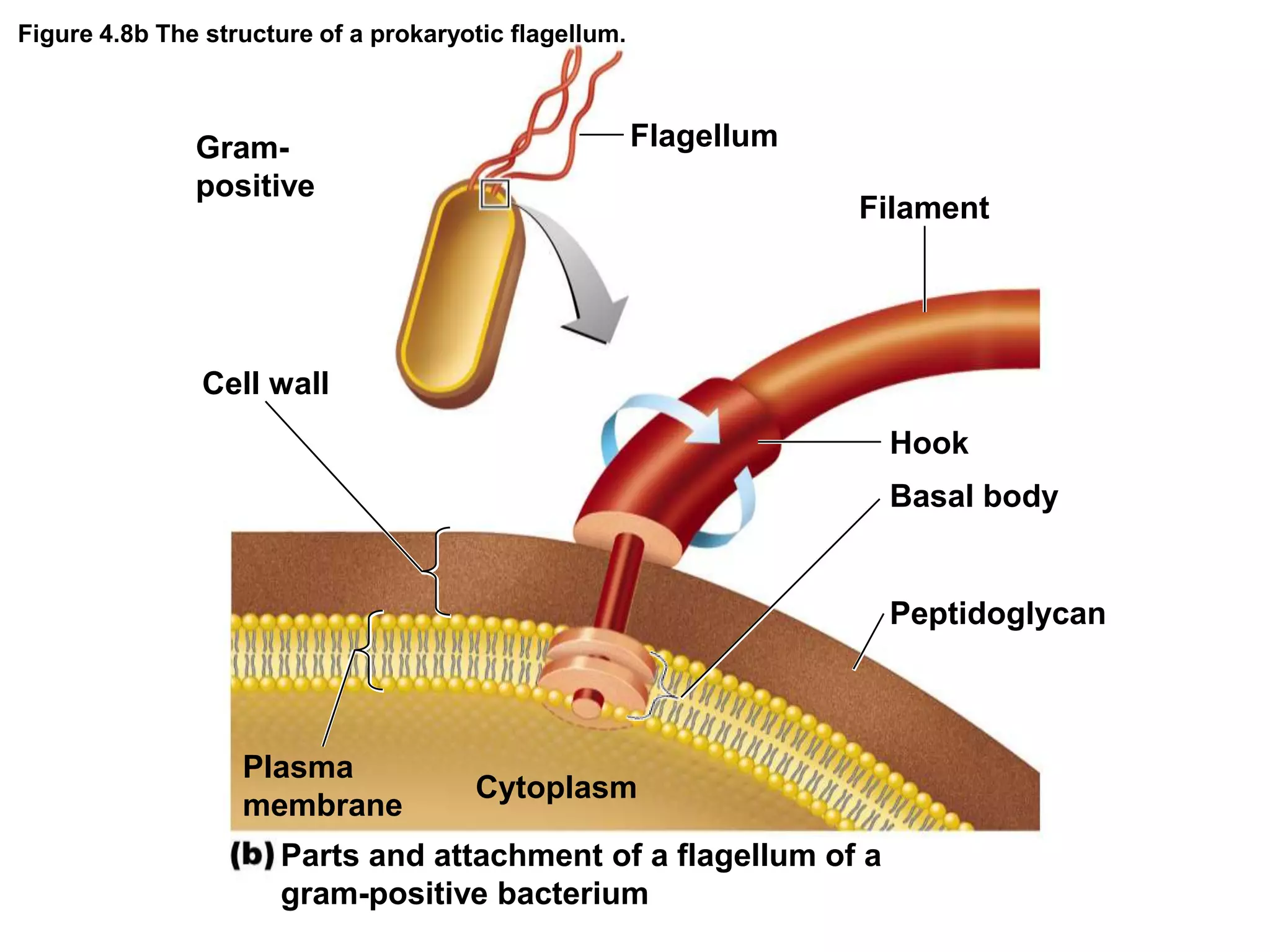1 - Microbial World and Prokaryotic Cell Anatomy | PPTX