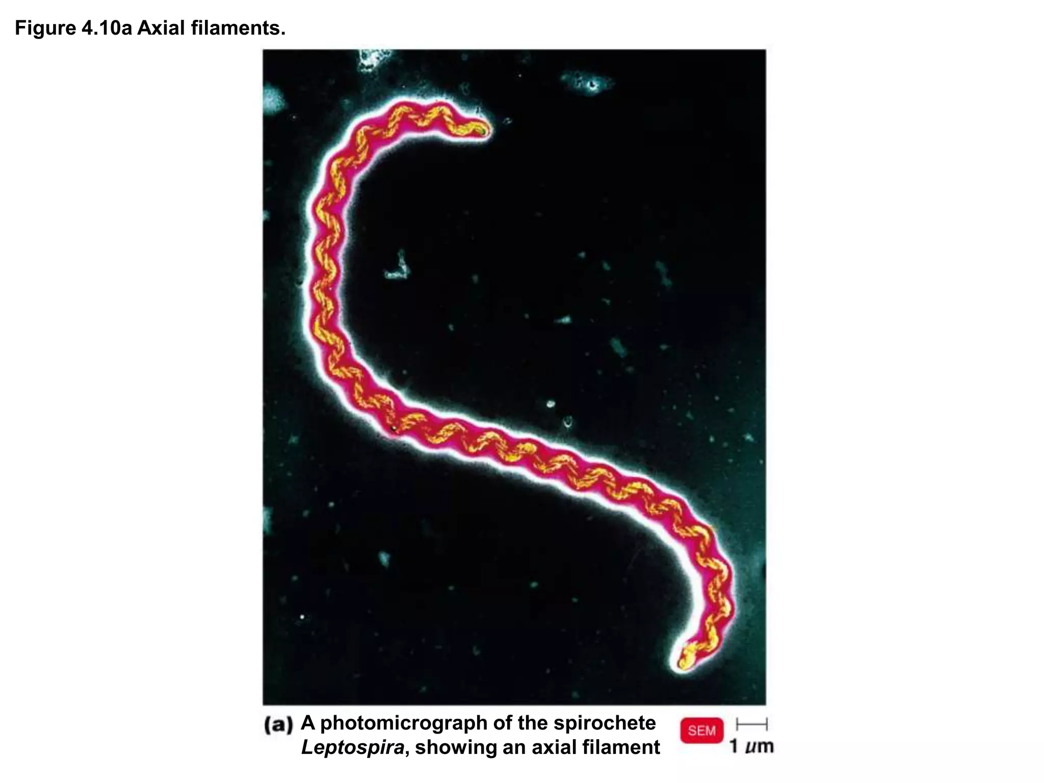 1 - Microbial World and Prokaryotic Cell Anatomy | PPTX
