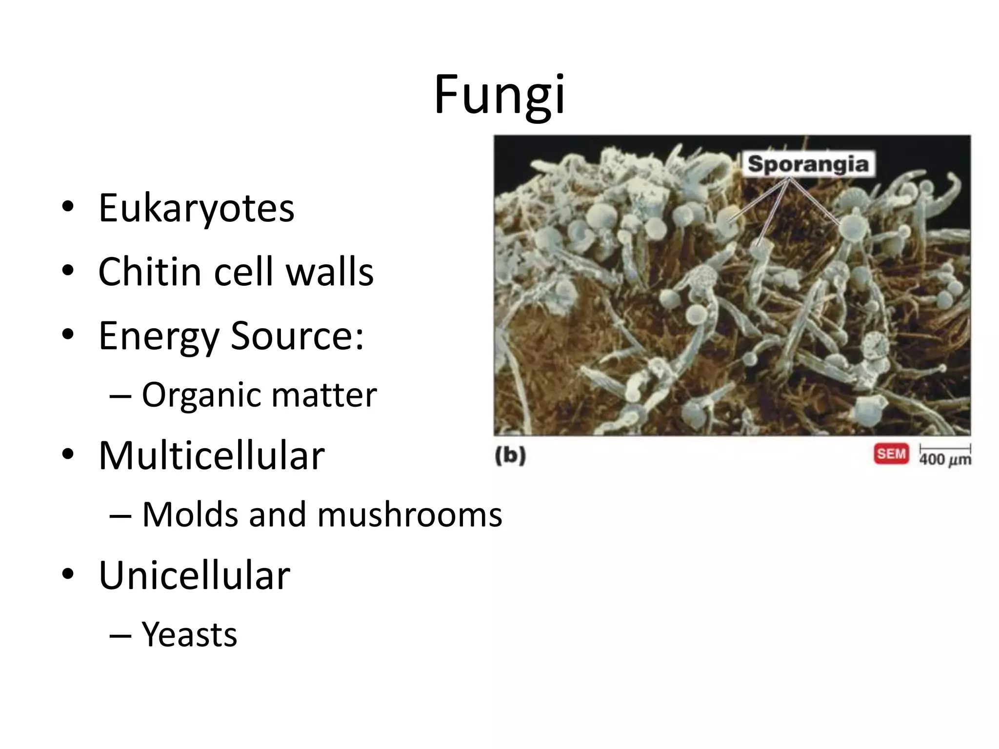 1 - Microbial World and Prokaryotic Cell Anatomy | PPTX