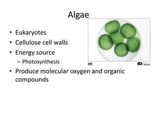 1 - Microbial World and Prokaryotic Cell Anatomy | PPTX