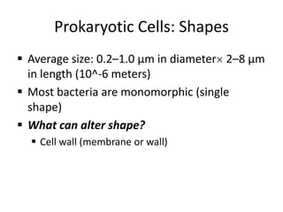 1 - Microbial World and Prokaryotic Cell Anatomy | PPTX