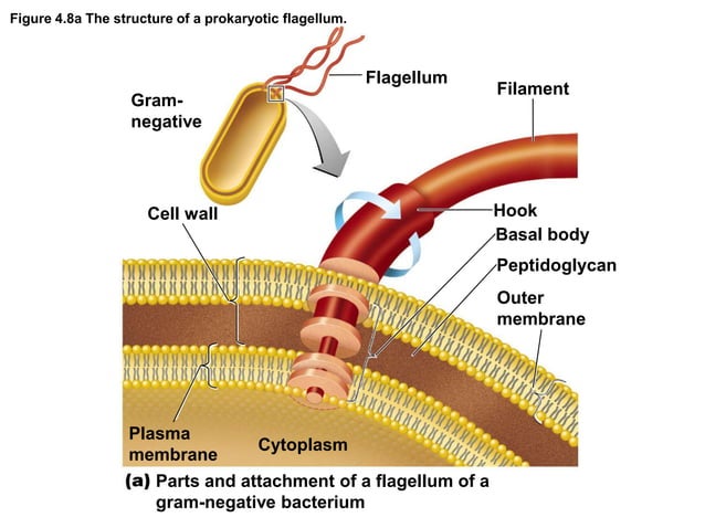1 - Microbial World and Prokaryotic Cell Anatomy | PPT