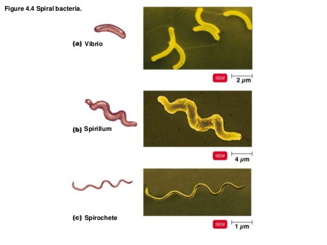 1 - Microbial World and Prokaryotic Cell Anatomy