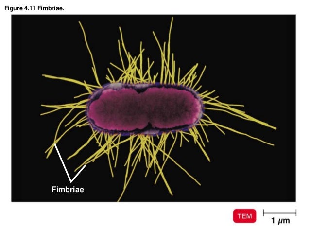 1 - Microbial World and Prokaryotic Cell Anatomy