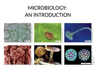 1 - content: MICROBIOLOGY an Introduction.pptx
