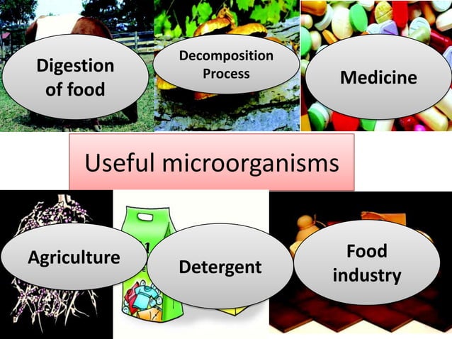 SCIENCE FORM5: CHAPTER 1 | PPTX | Biological Sciences | Science
