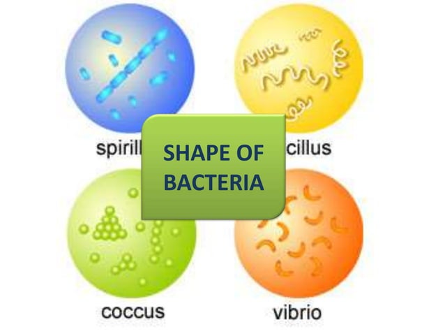SCIENCE FORM5: CHAPTER 1 | PPTX | Biological Sciences | Science