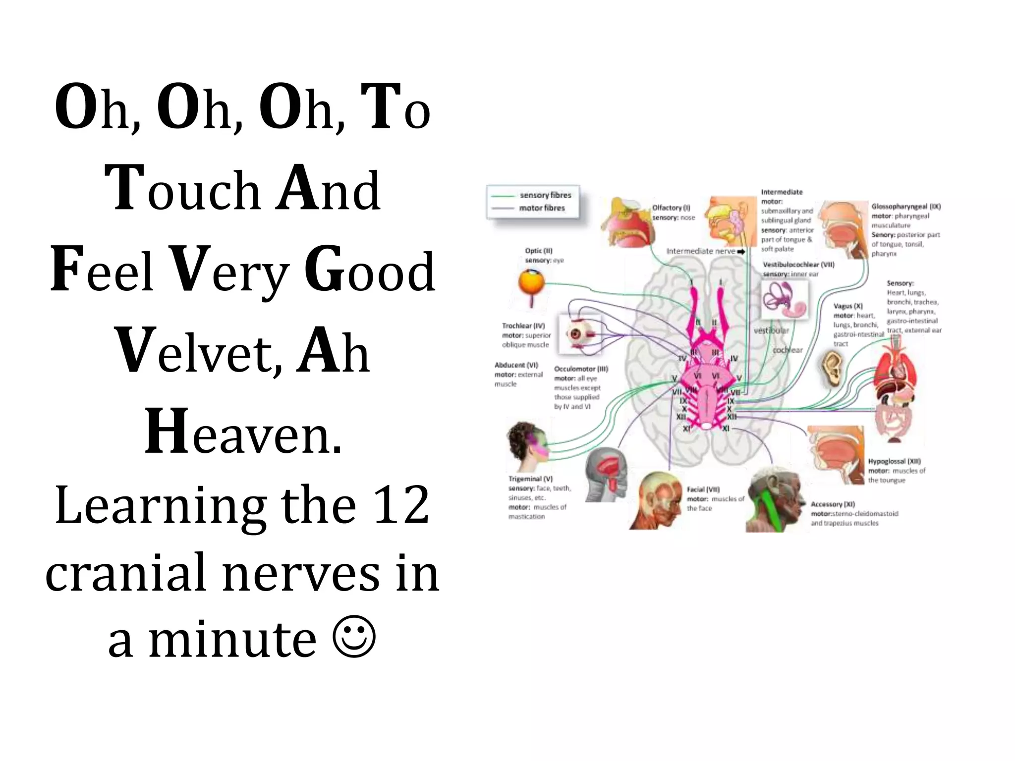 The 12 Cranial nerves- 1 Min PPT | PPTX