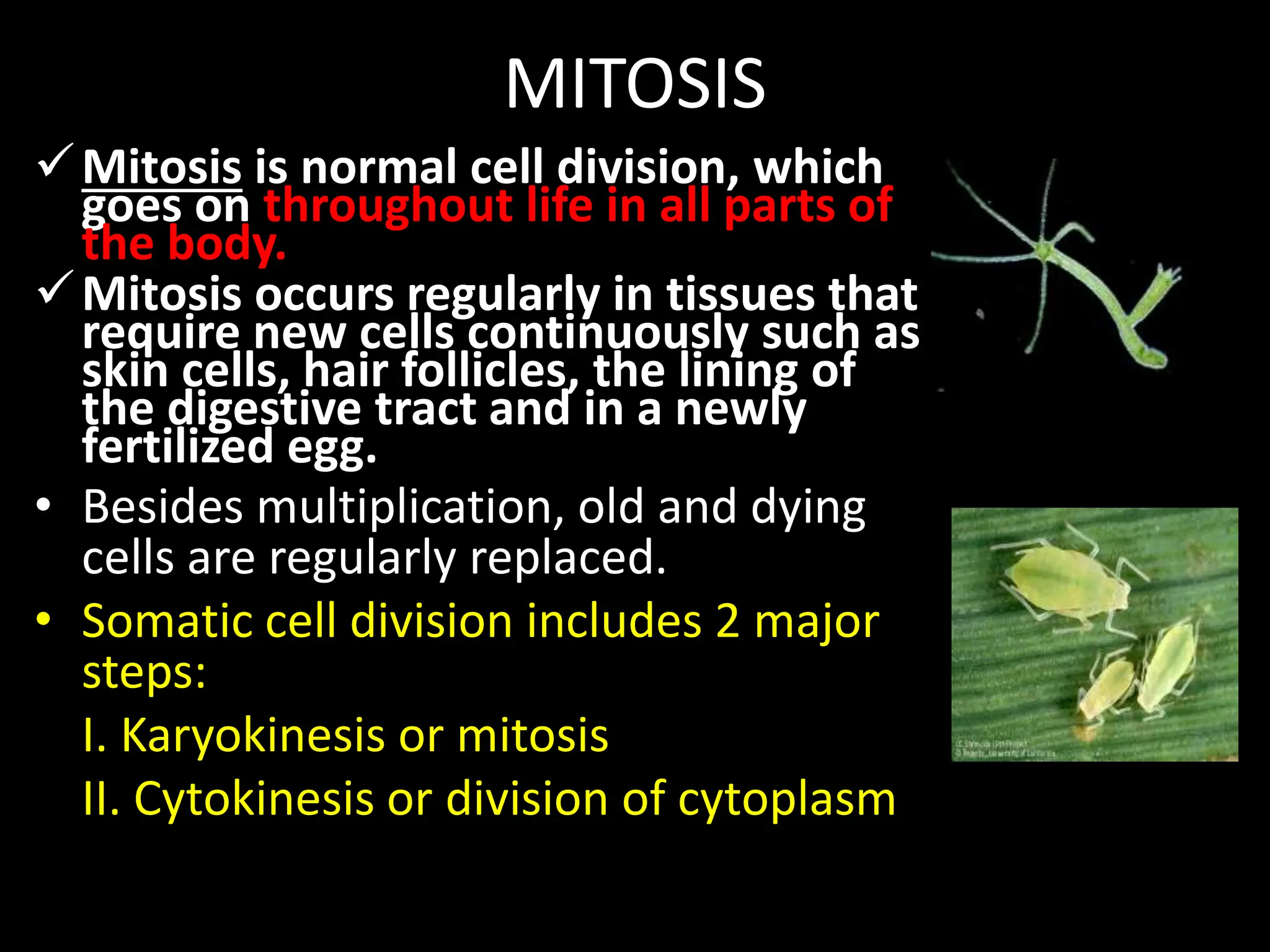 1-mitosis-genetics-cytogenetics-cell.pptx
