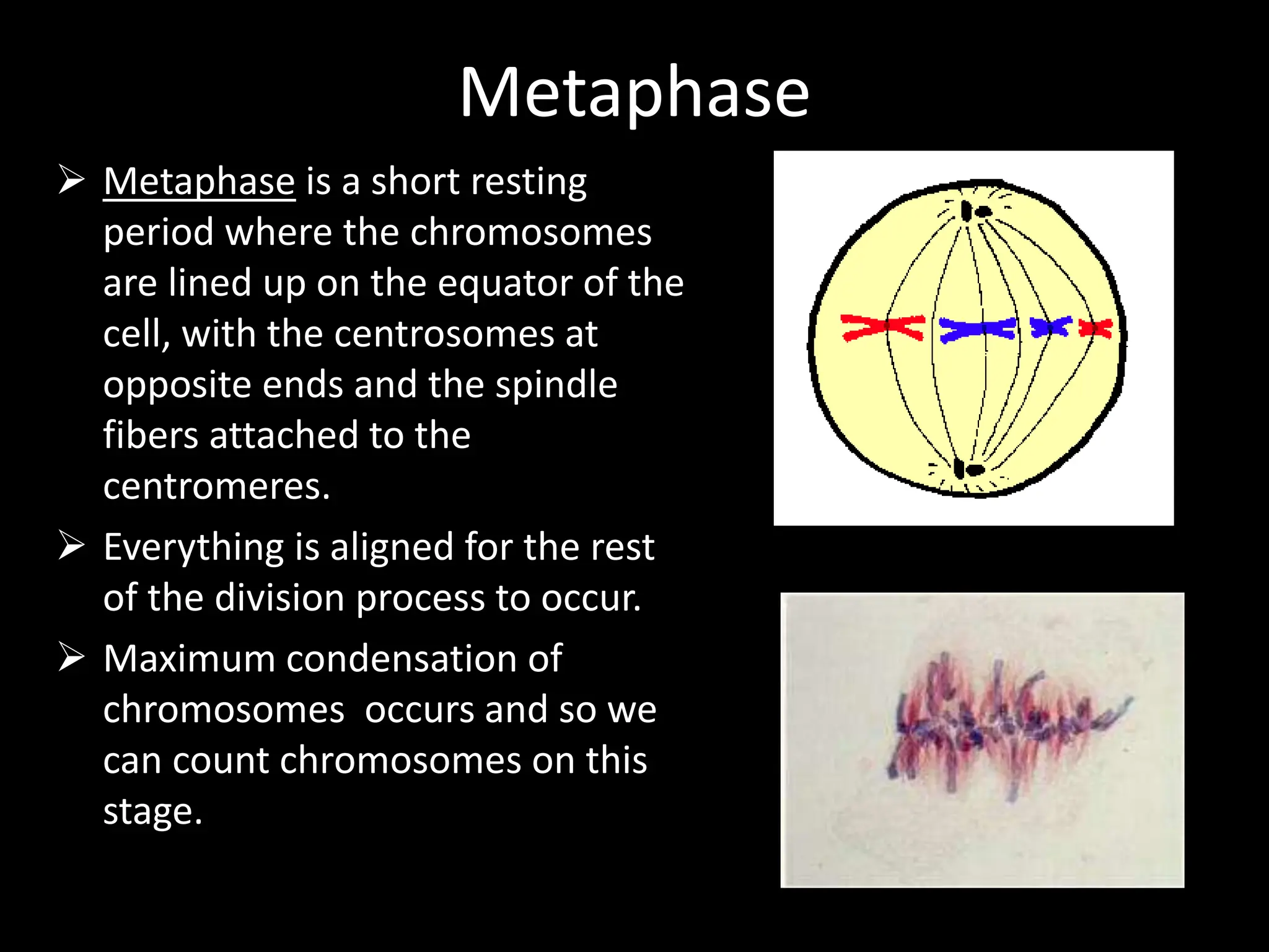1-mitosis-genetics-cytogenetics-cell.pptx