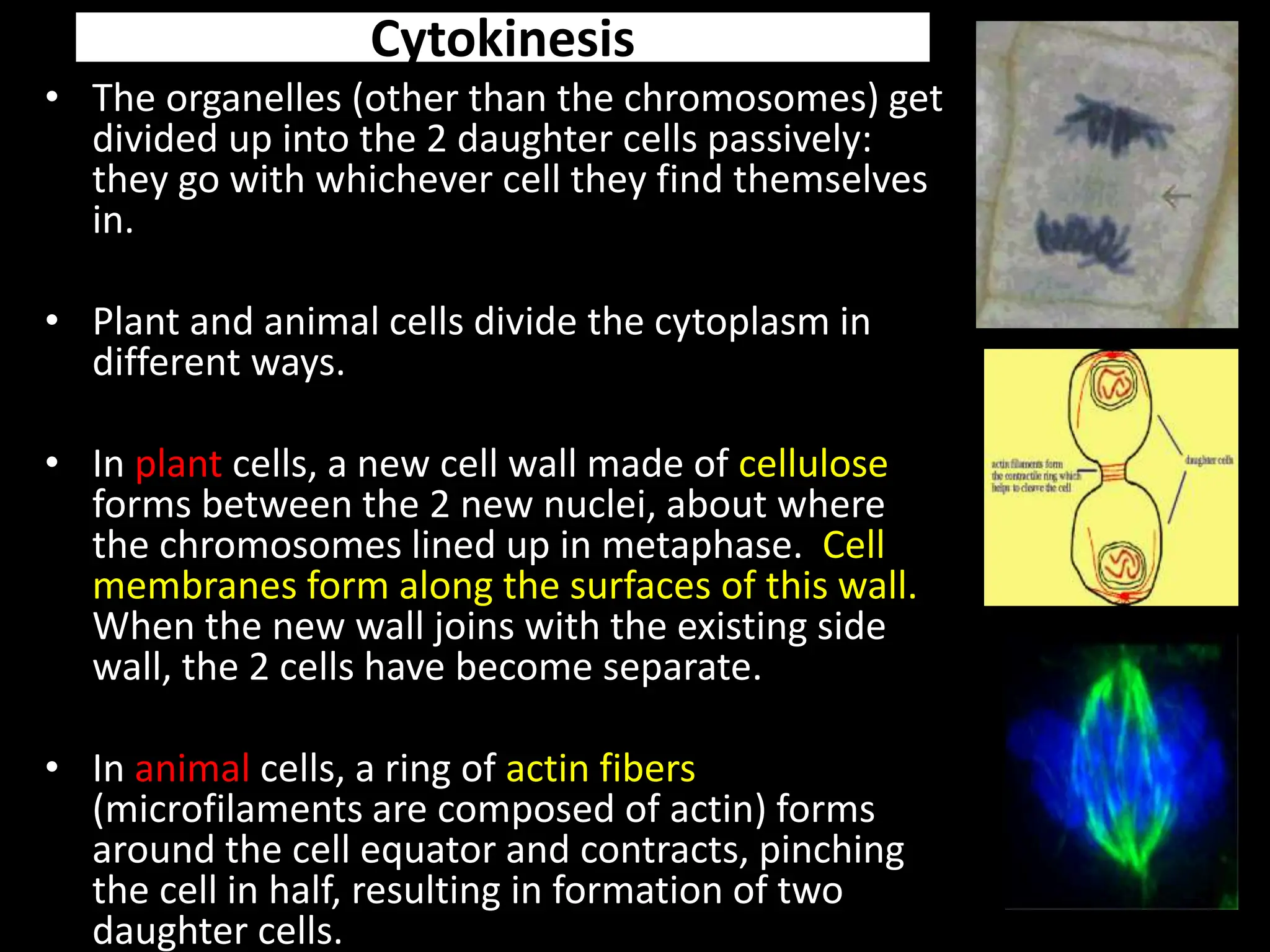 1-mitosis-genetics-cytogenetics-cell.pptx