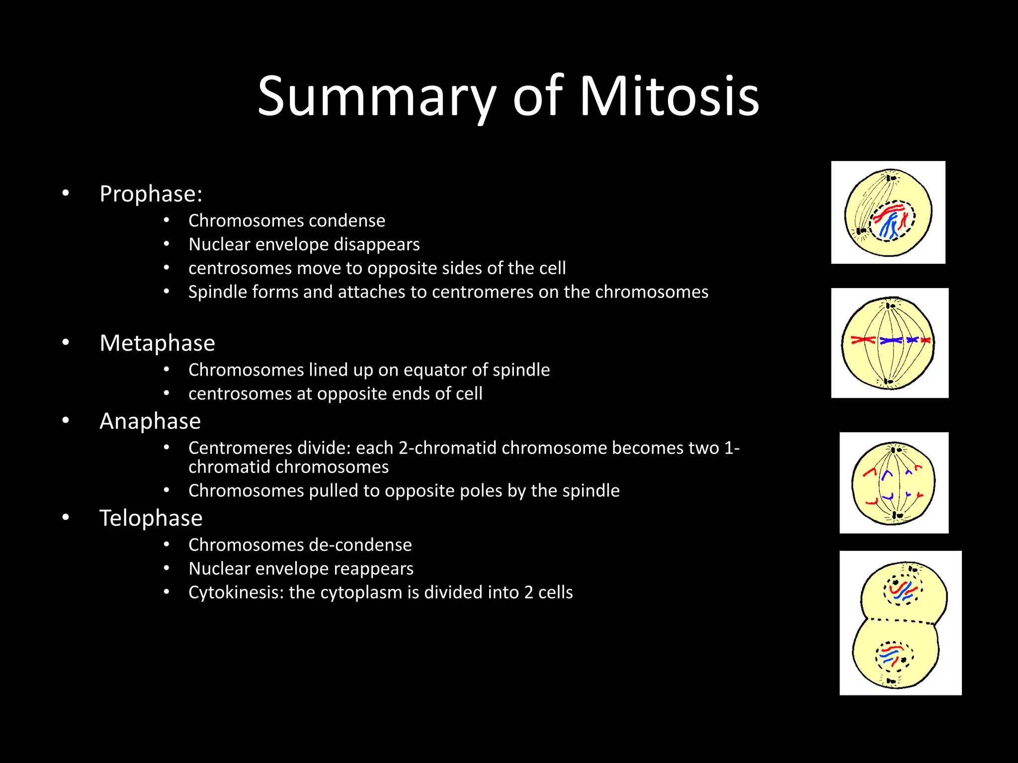 1-mitosis-genetics-cytogenetics-cell.pptx