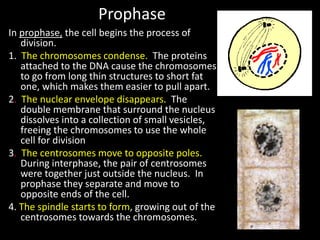 1-mitosis-genetics-cytogenetics-cell.pptx