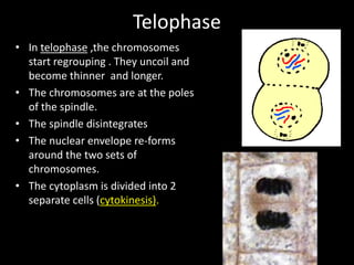 1-mitosis-genetics-cytogenetics-cell.pptx