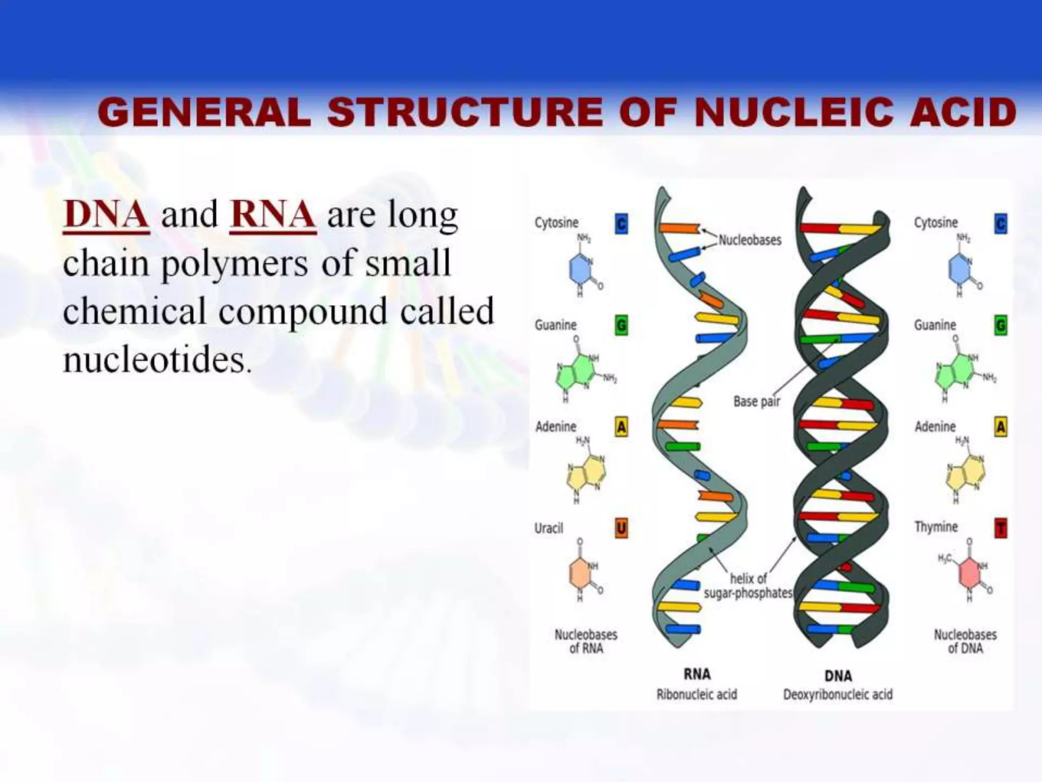 BASIC MOLECULAR BIOLOGY.pptx