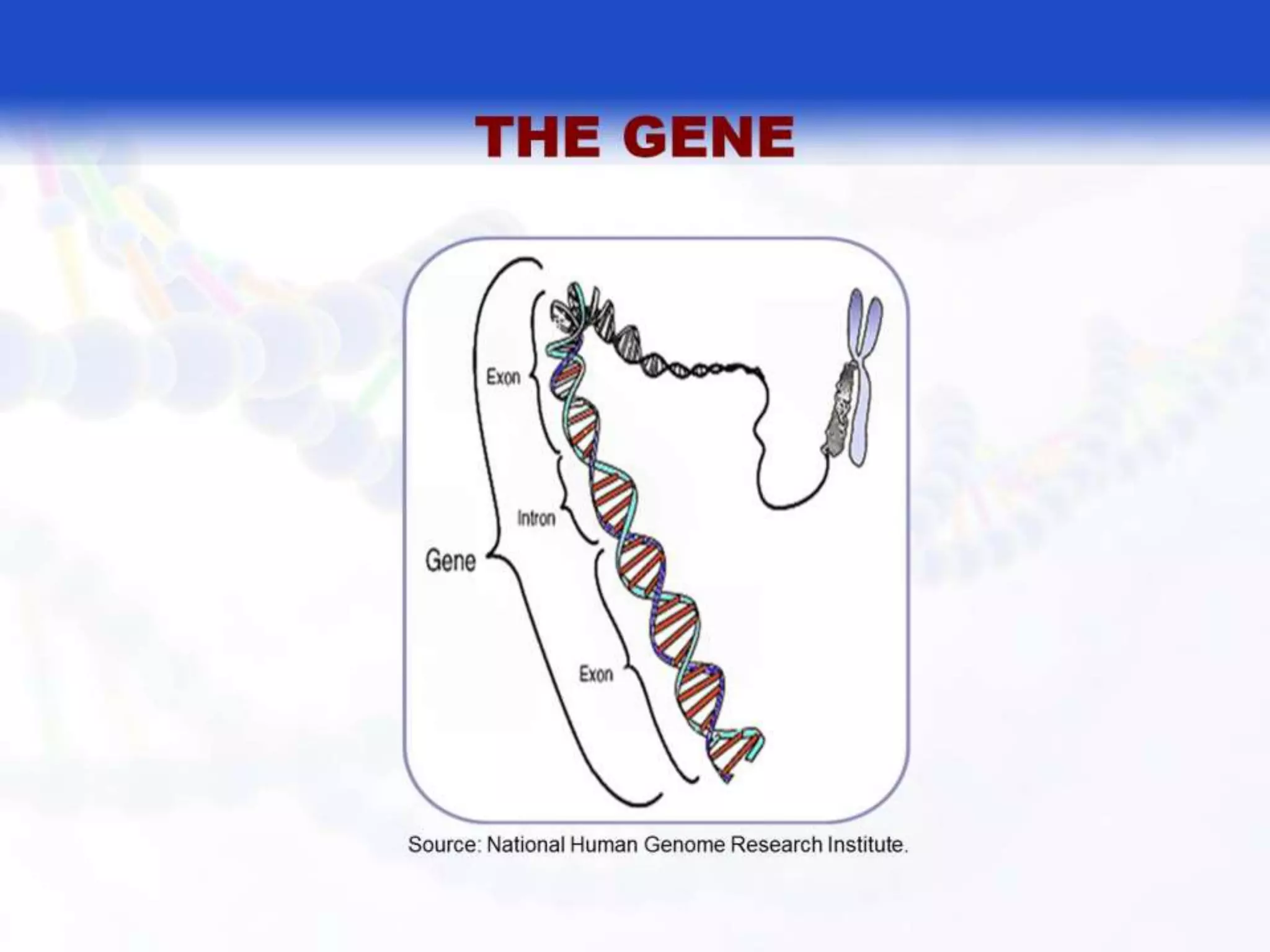 BASIC MOLECULAR BIOLOGY.pptx