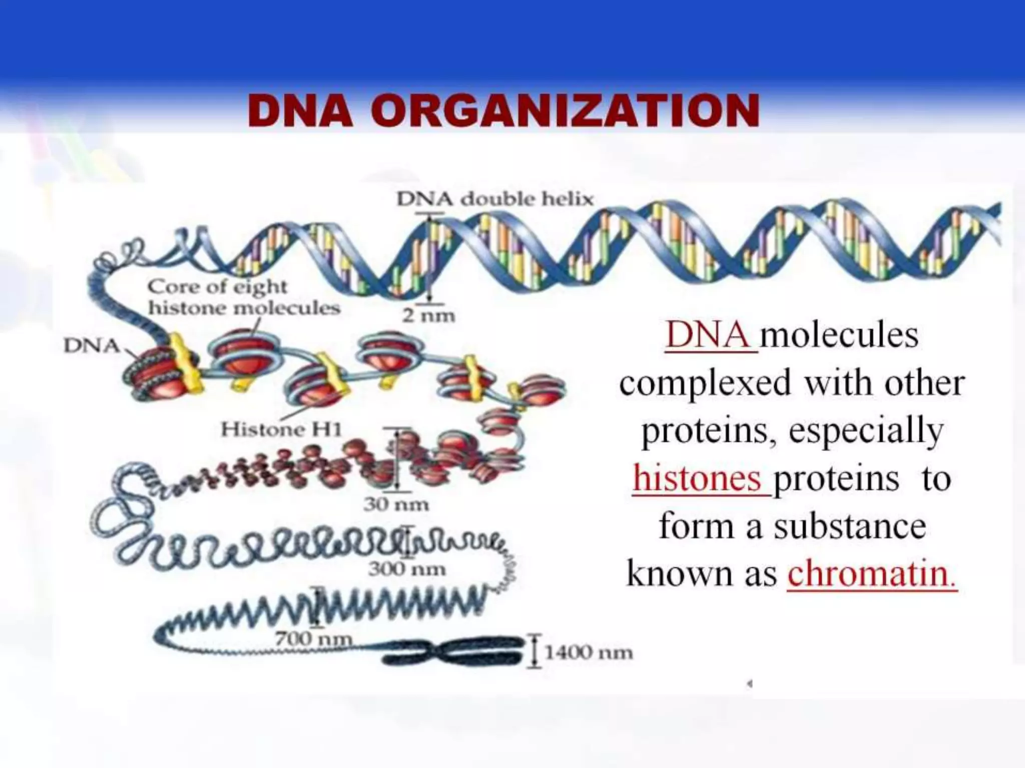 BASIC MOLECULAR BIOLOGY.pptx