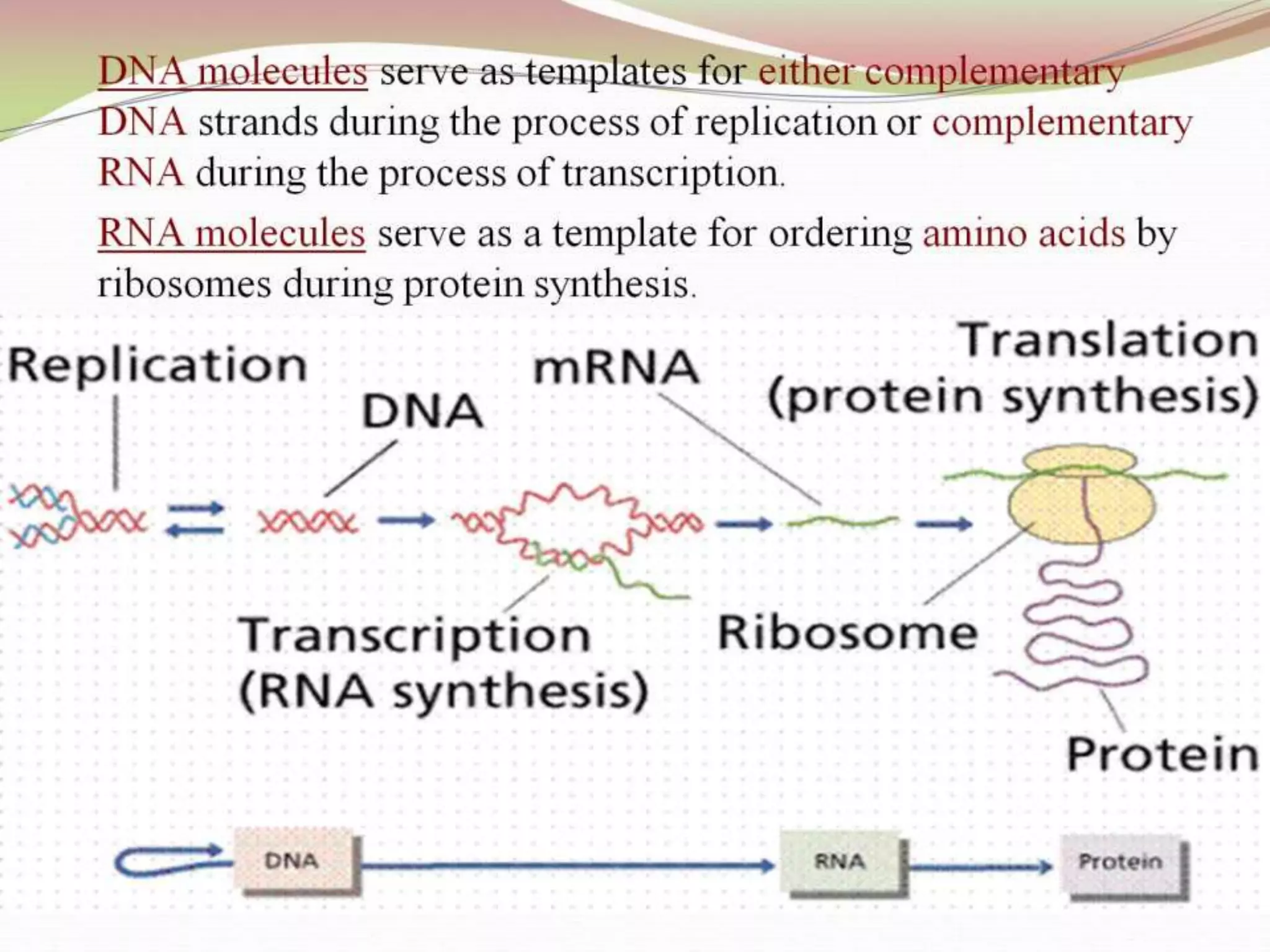 BASIC MOLECULAR BIOLOGY.pptx