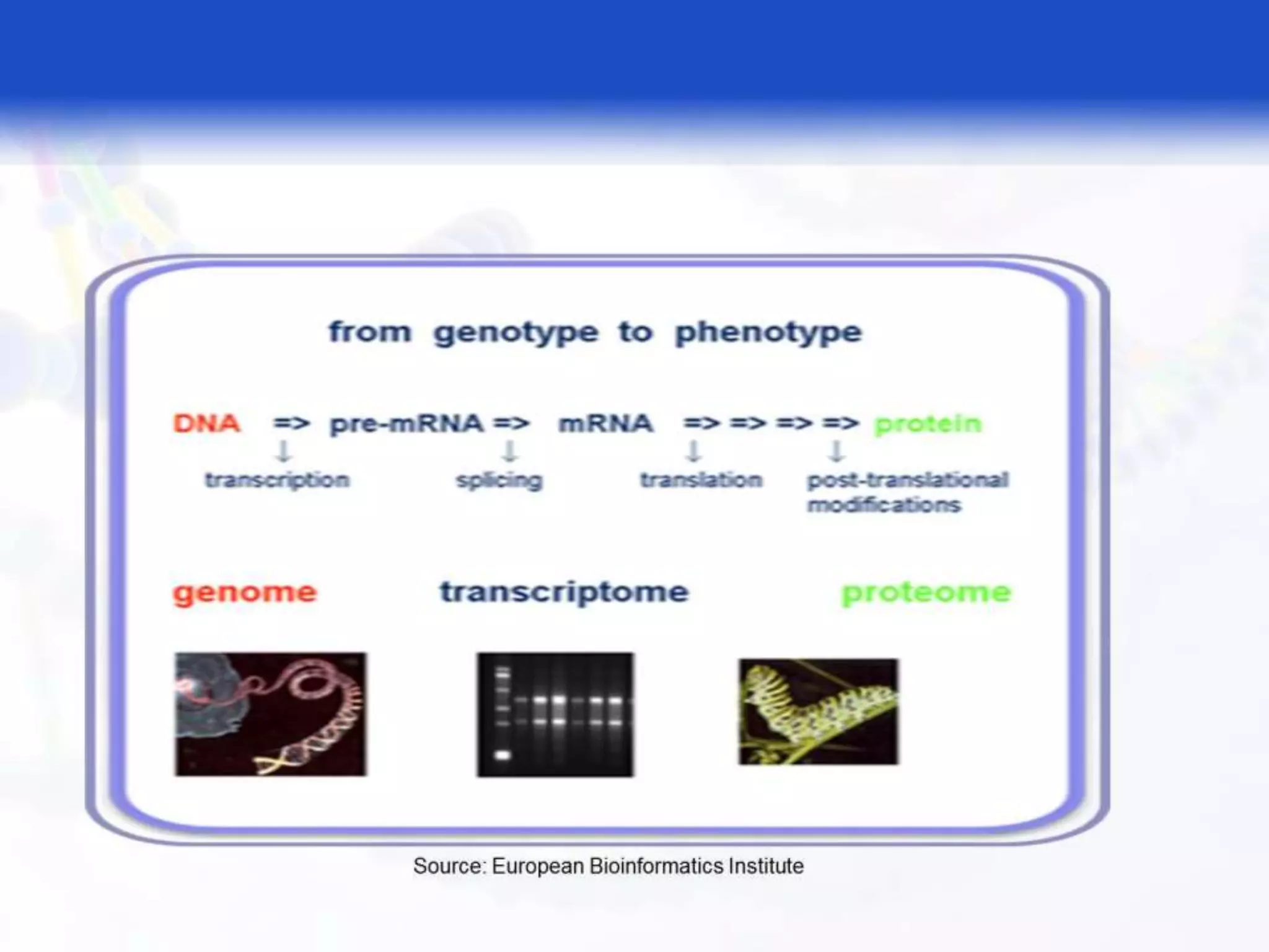BASIC MOLECULAR BIOLOGY.pptx