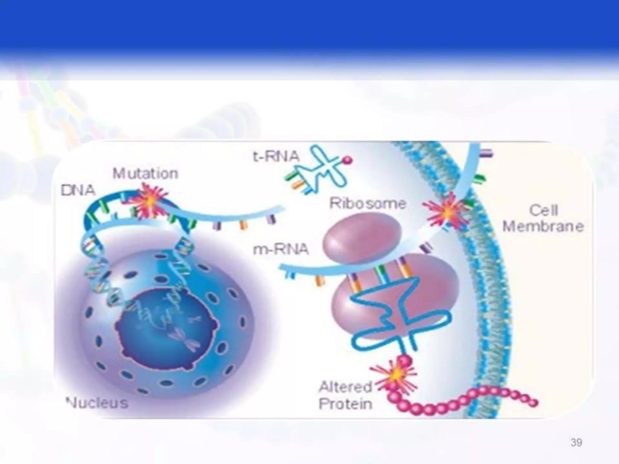 BASIC MOLECULAR BIOLOGY.pptx