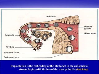 1-MOLECULAR BIOLOGY OF IMPLANTATION.ppt