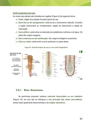 Apostila - 1 - Morfologia | PDF