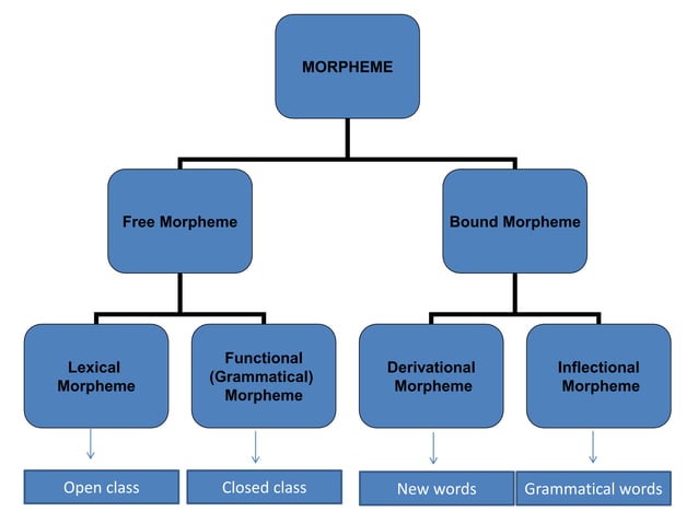 Morphology introduction | PPT