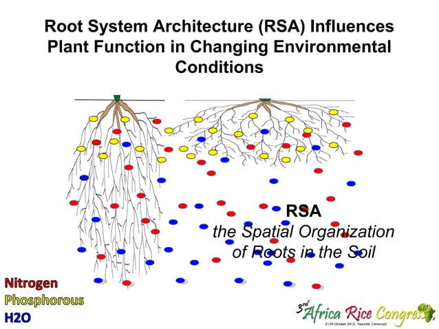 Th1_Identifying Core Regions of the O. sativa Genome Controlling | PPT