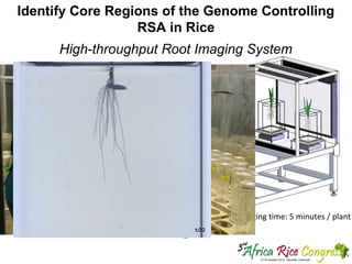 Th1_Identifying Core Regions of the O. sativa Genome Controlling | PPT