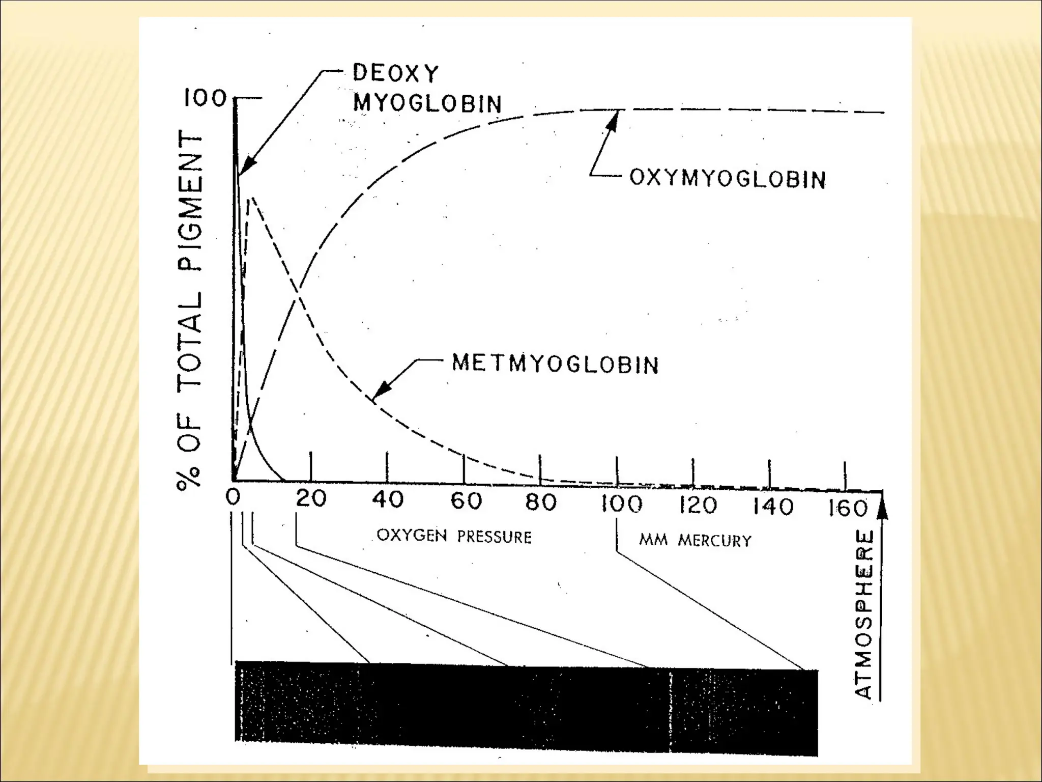 chemistry and food biochemistry muscle and tissue | PPT