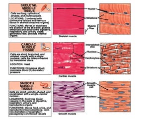 chemistry and food biochemistry muscle and tissue | PPT