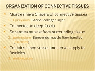 chemistry and food biochemistry muscle and tissue | PPT
