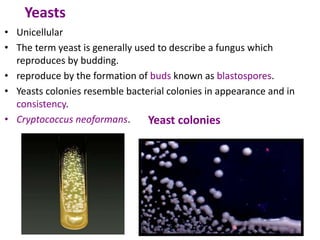 1-Mycology-Introduction.ppt